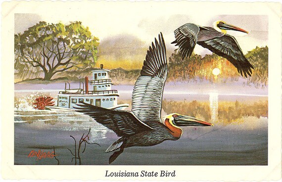 Louisiana State Bird Eastern Brown Pelican Vintage Postcard - Etsy