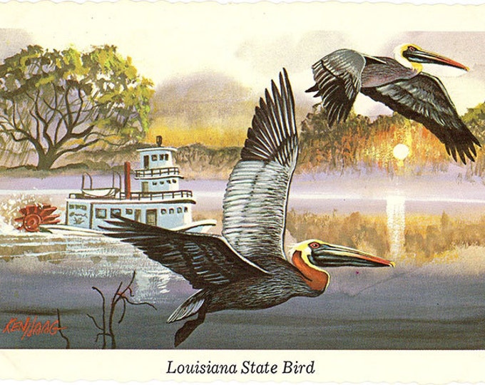 Louisiana State Bird - Eastern Brown Pelican Vintage Postcard Signed ...