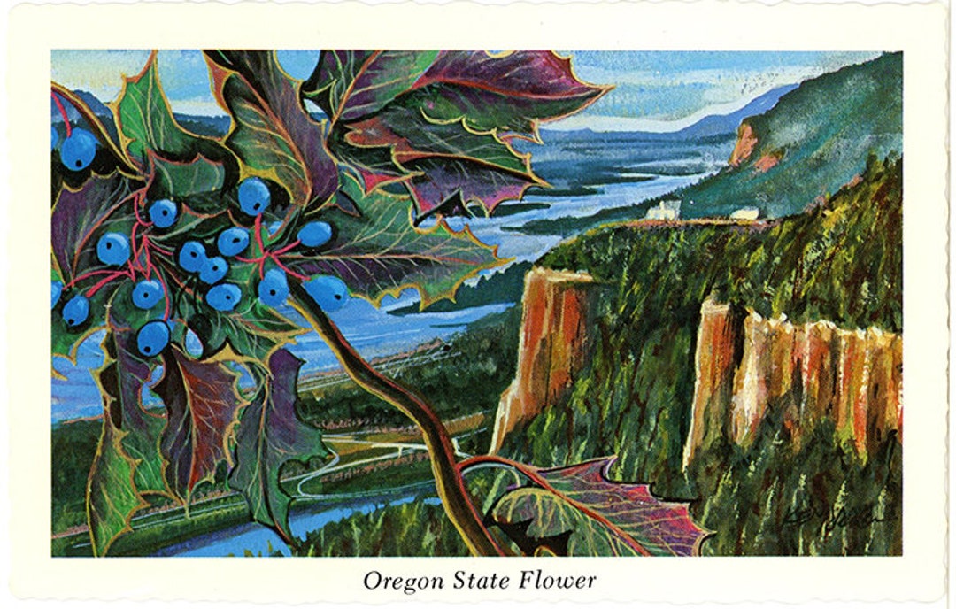 Oregon State Flower Oregon Grape Blossom Vintage Botanical - Etsy