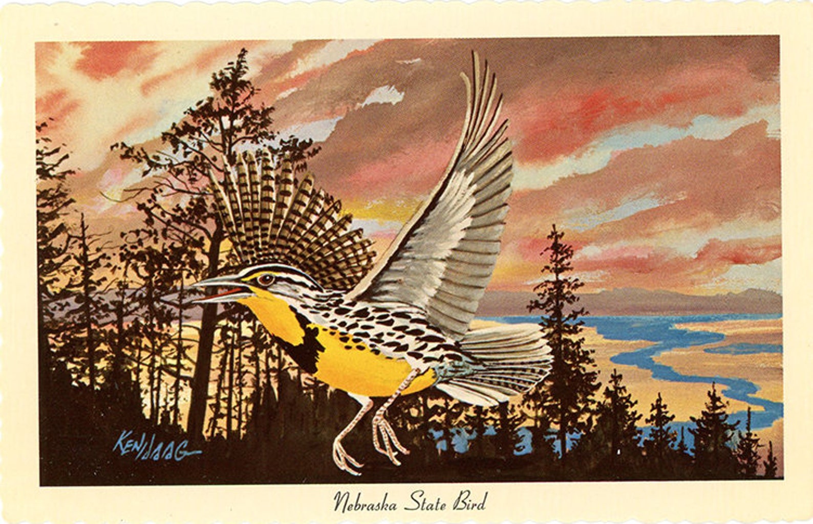 Nebraska State Bird Western Meadowlark Vintage Postcard Signed Artist ...