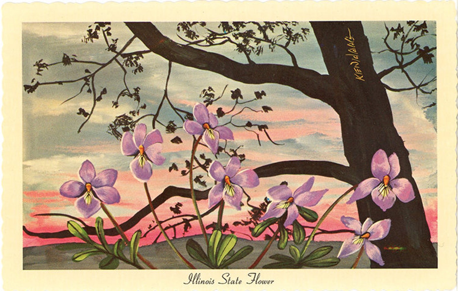 Illinois State Flower Violet Vintage Botanical Postcard Signed Artist ...