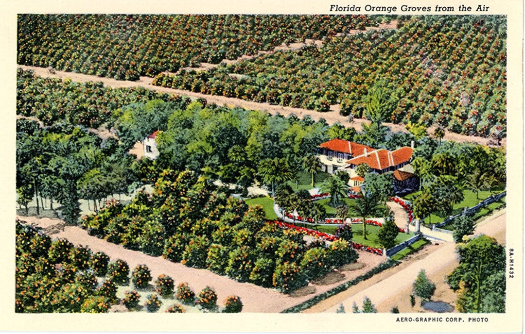 Florida Orange Groves & Orchards From Air Vintage Botanical Postcard ...