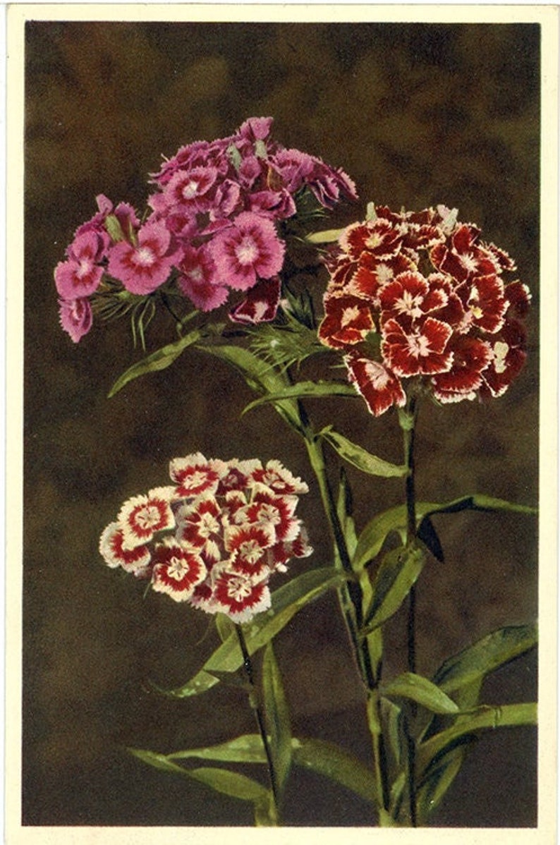 Dianthus Spring Flower Vintage Botanical Art Postcard THOR E - Etsy