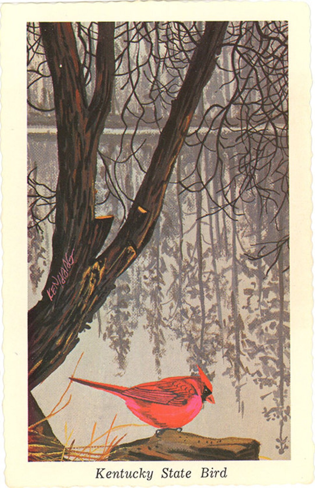 Kentucky State Bird Cardinal Redbird Vintage Postcard Signed Artist Ken ...
