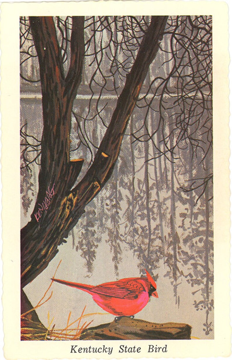Kentucky State Bird Cardinal Redbird Vintage Postcard Signed Artist Ken ...