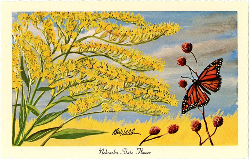 Nebraska State Flower Goldenrod Vintage Postcard Signed Artist Ken Haag ...