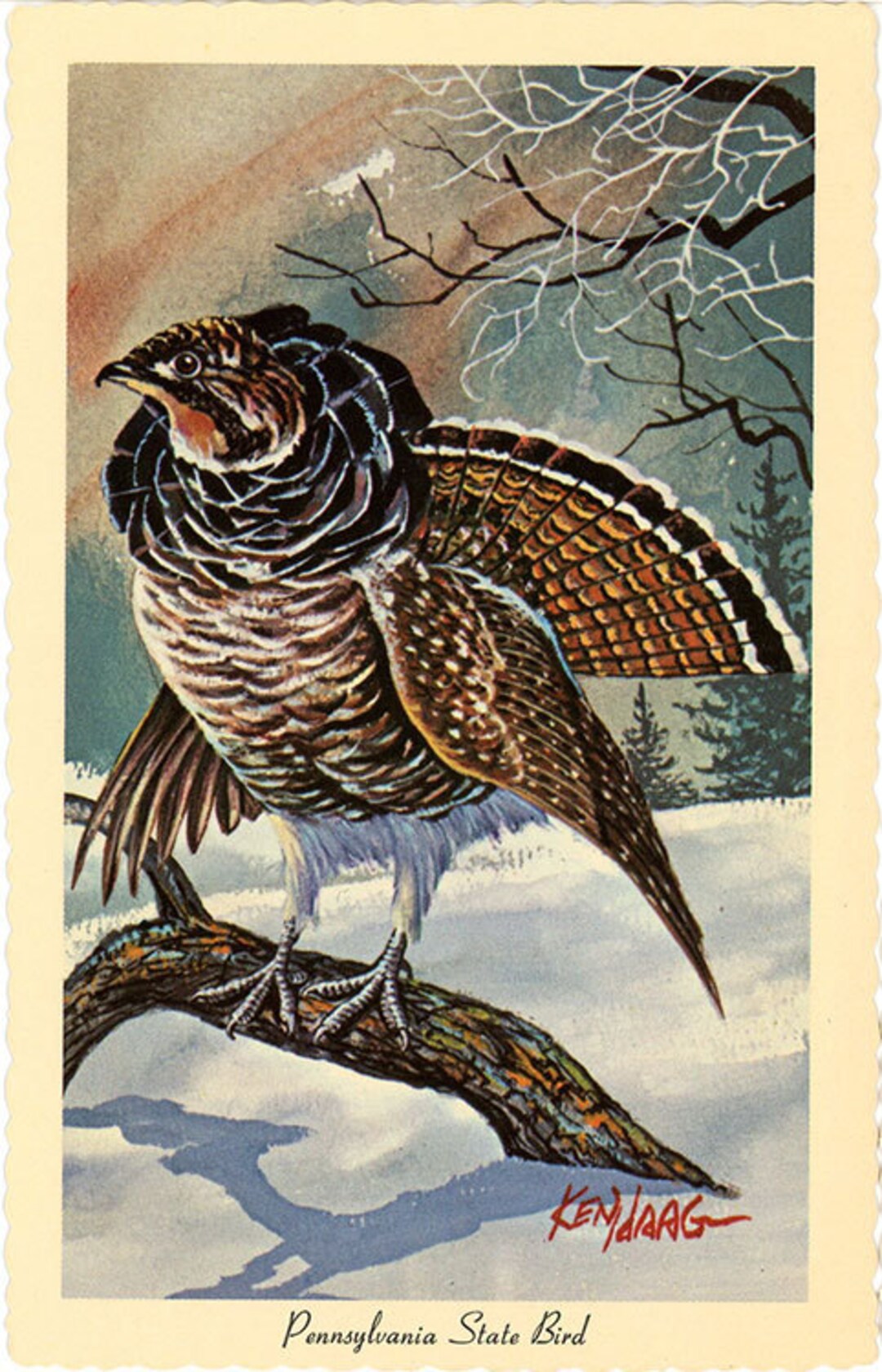 Pennsylvania State Bird Ruffed Grouse Vintage Postcard Signed Artist ...