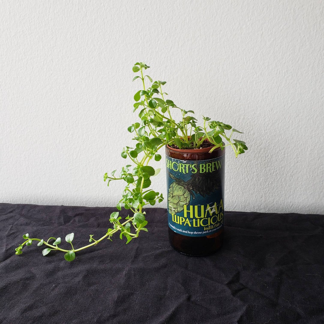 Short's Brewing Company, Bellaire, MI, Huma Lupa Licious India Pale Ale ...