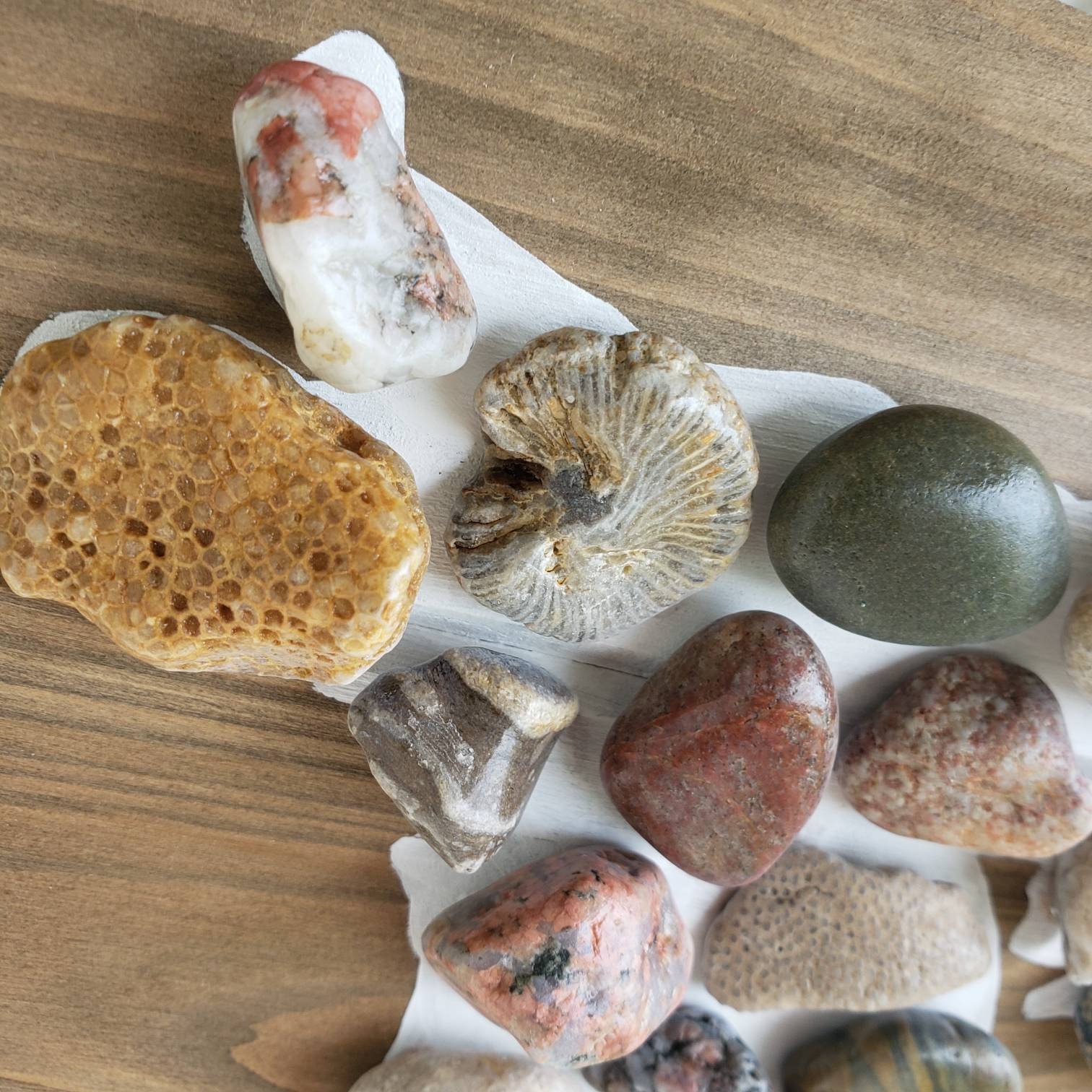 Three Piece Set Michigan Great Lakes Petoskey Stone, Fossil and Rock ...