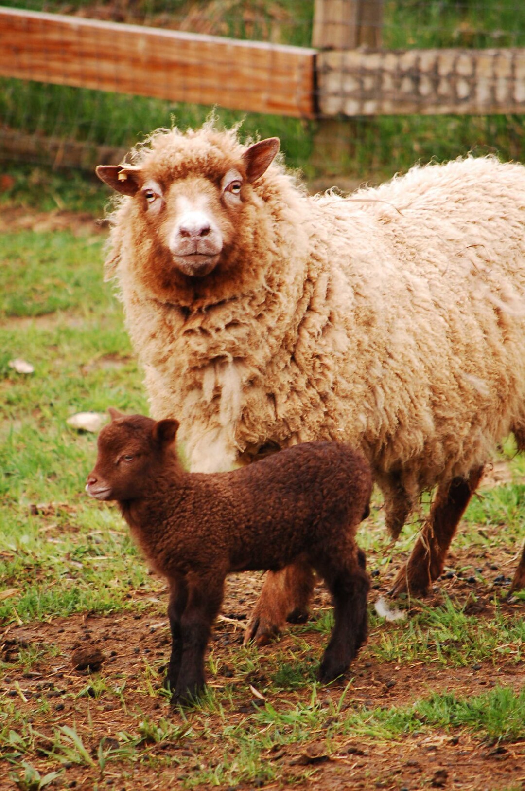 Raw Fleece Sample: 1/2 Ounce - Etsy
