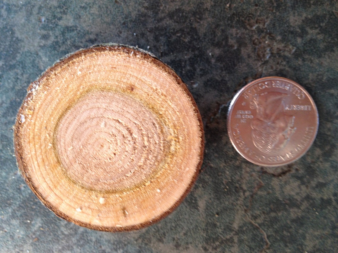 Forest Cut Wood Slices From Black Cherry Tree-small 12 Pieces - Etsy