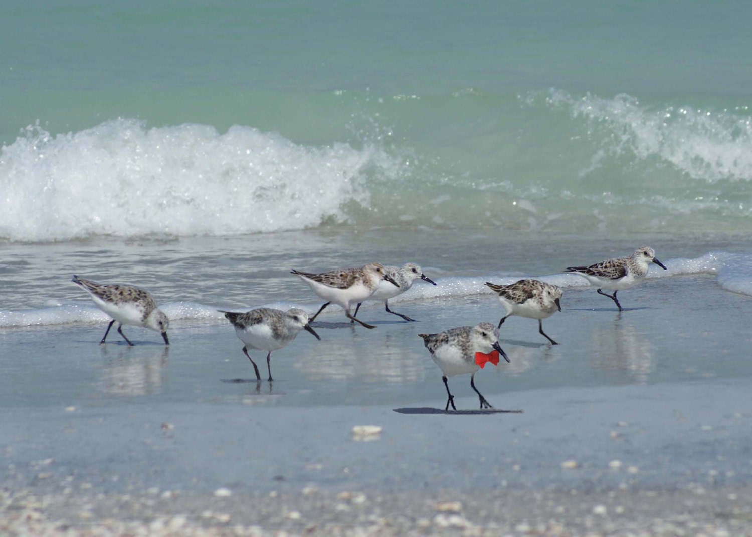 Sandpipers on the Beach Christmas Cards - Etsy