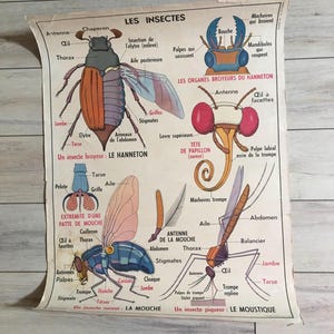 Scientific Poster Print - Etsy