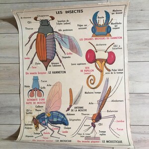 Scientific Poster Print - Etsy
