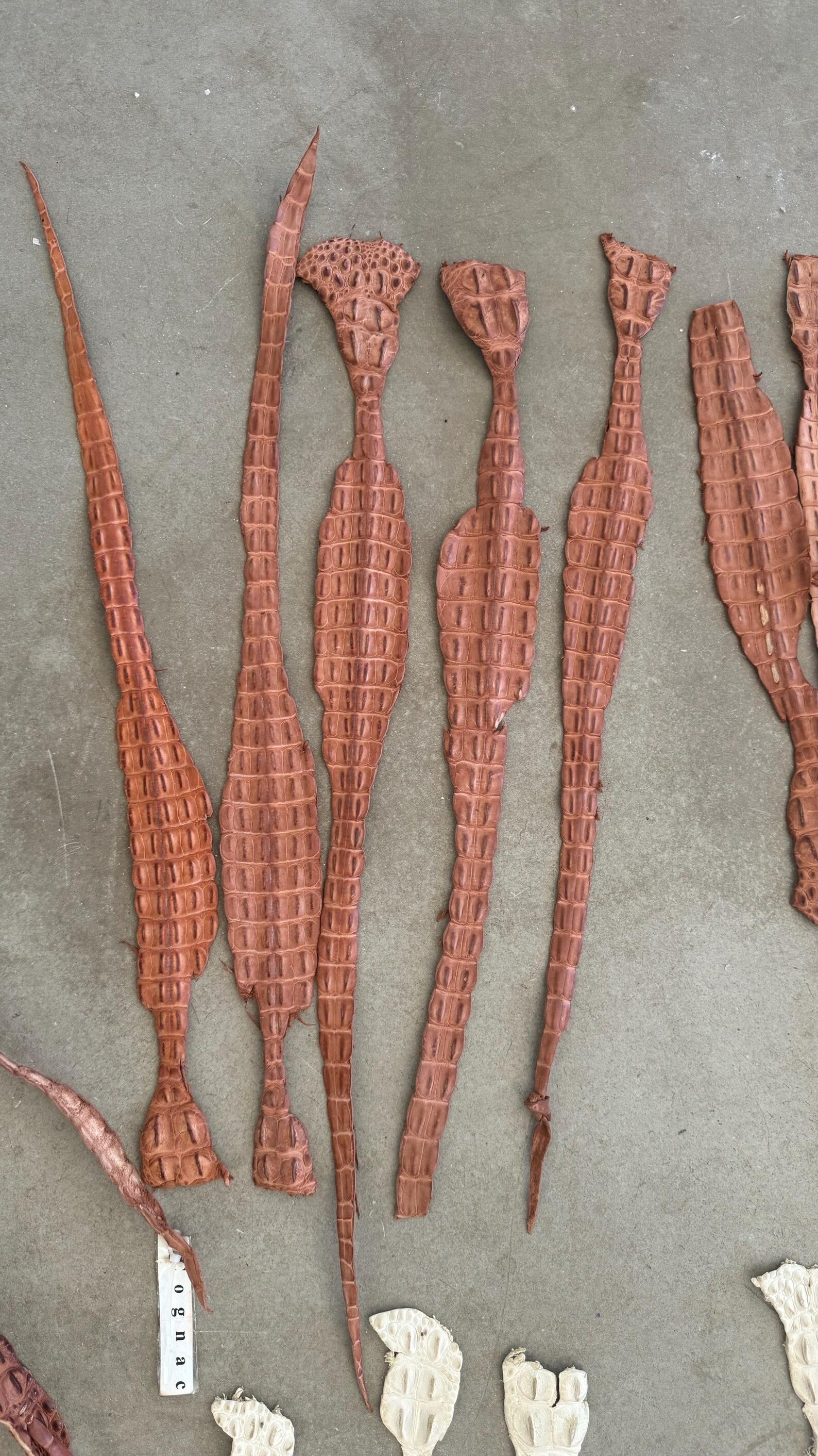 Leather Mini Alligator Hides - Etsy