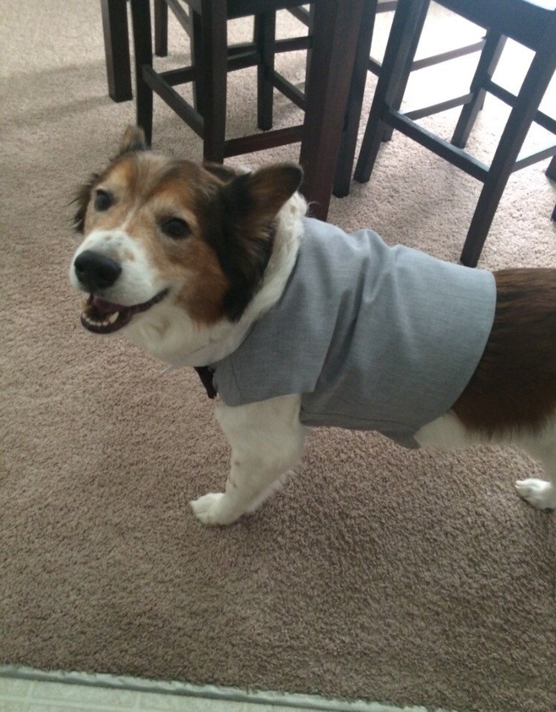 Gray Dog Tuxedo custom Options Available | Etsy