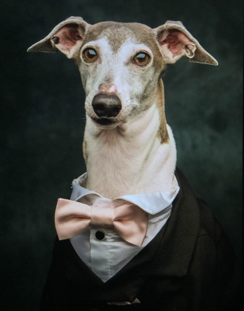 Black Wedding Dog Tuxedo (2 Piece Satin Shirt & Jacket) Custom Bow Tie ...