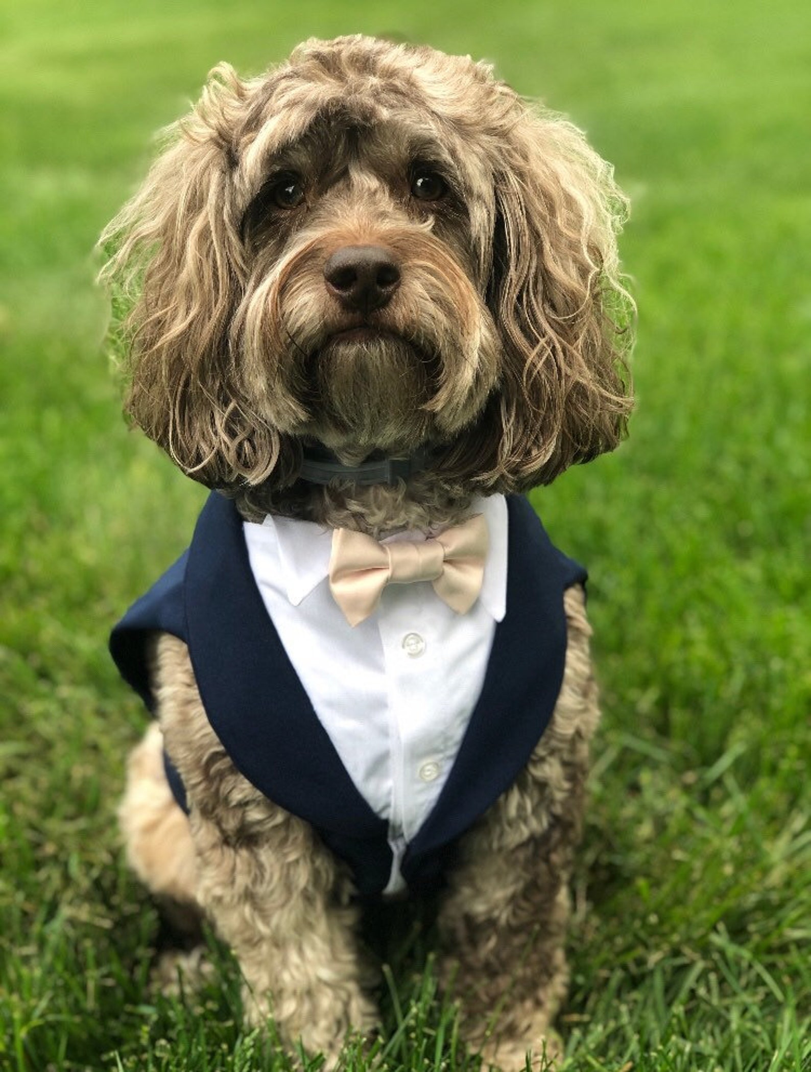 Navy Blue Wedding Dog Tuxedo custom Colors Available - Etsy
