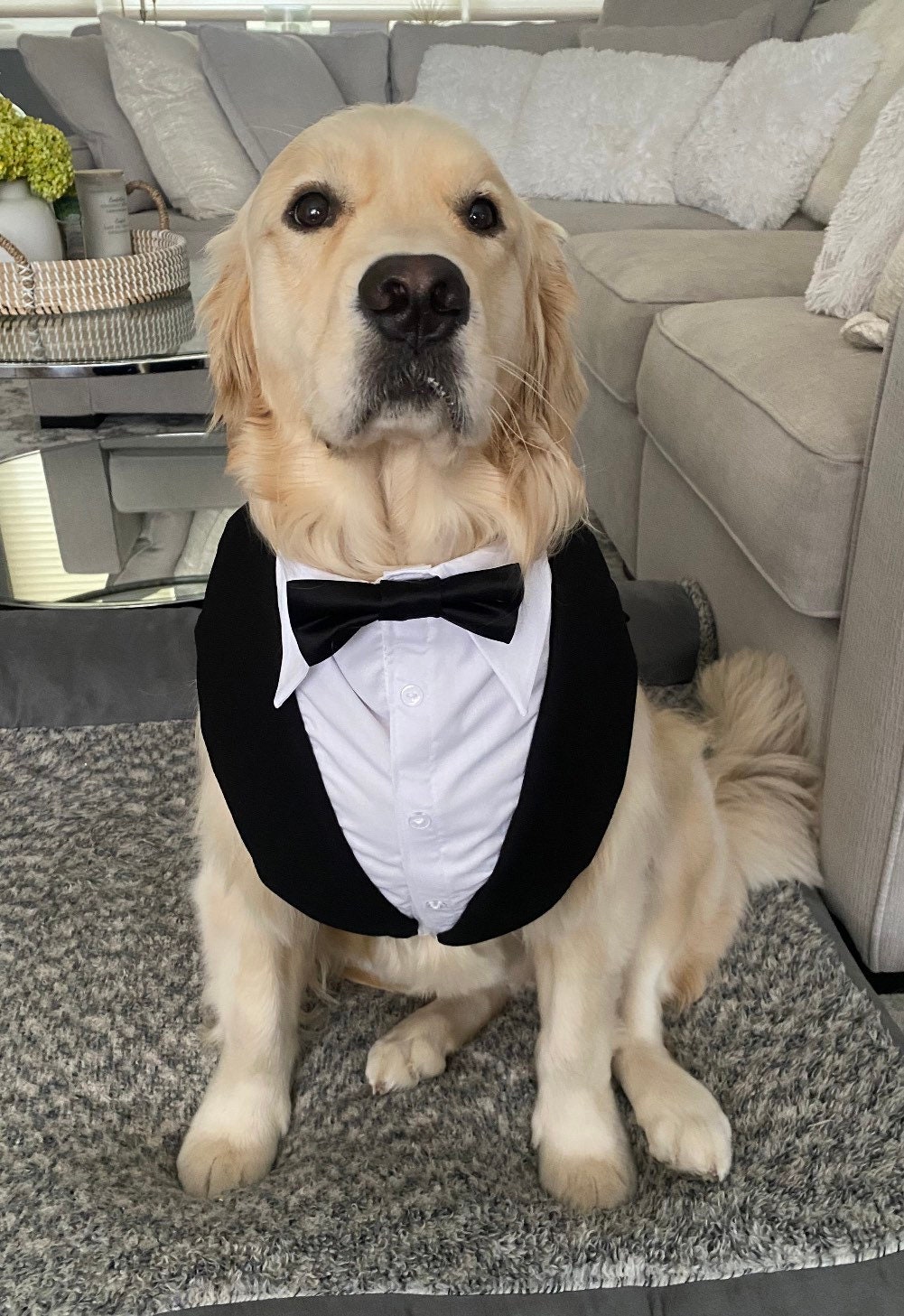 Custom Wedding Dog Tuxedo custom Colors Available | Etsy