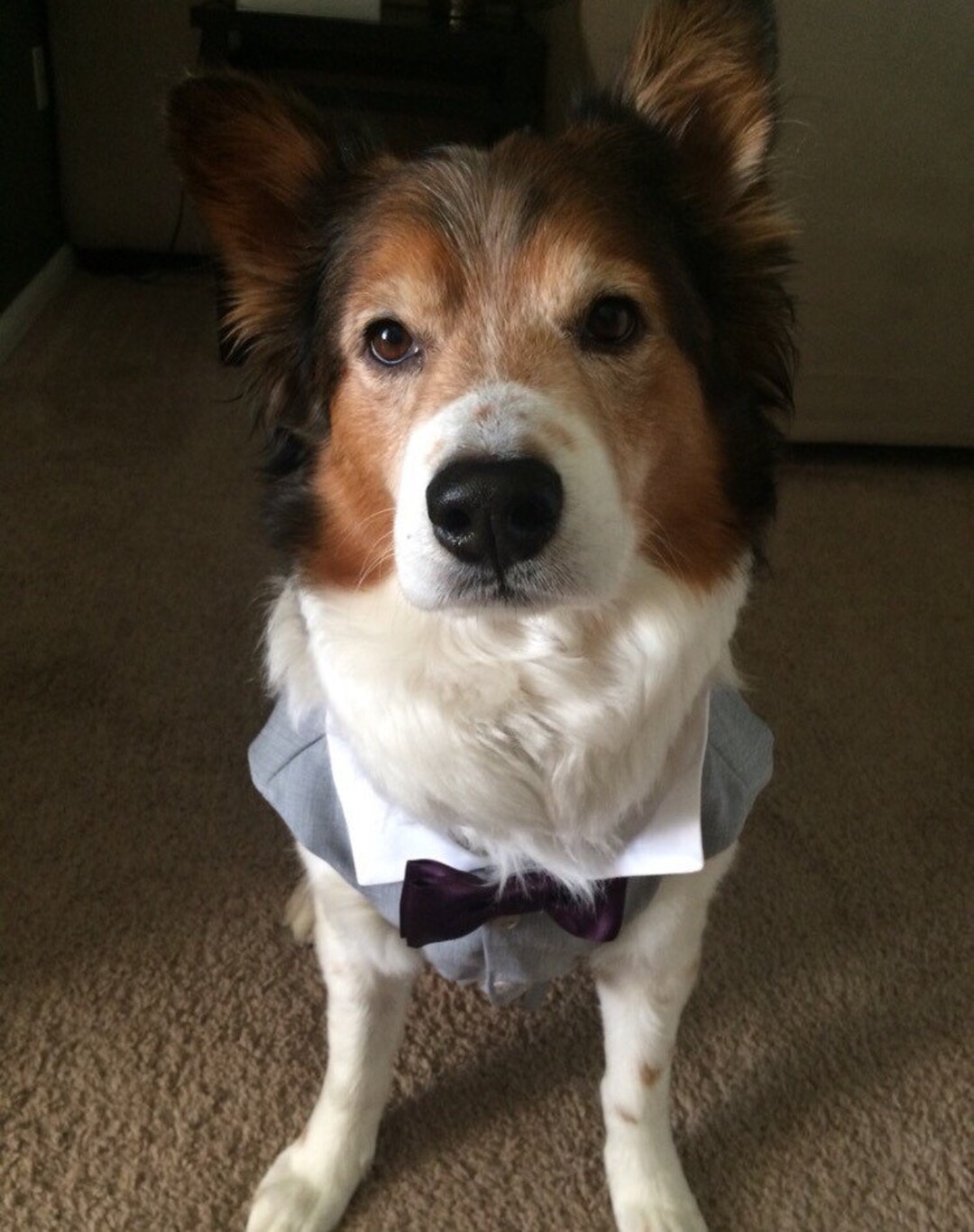 Gray Dog Tuxedo (custom Options Available) - Etsy
