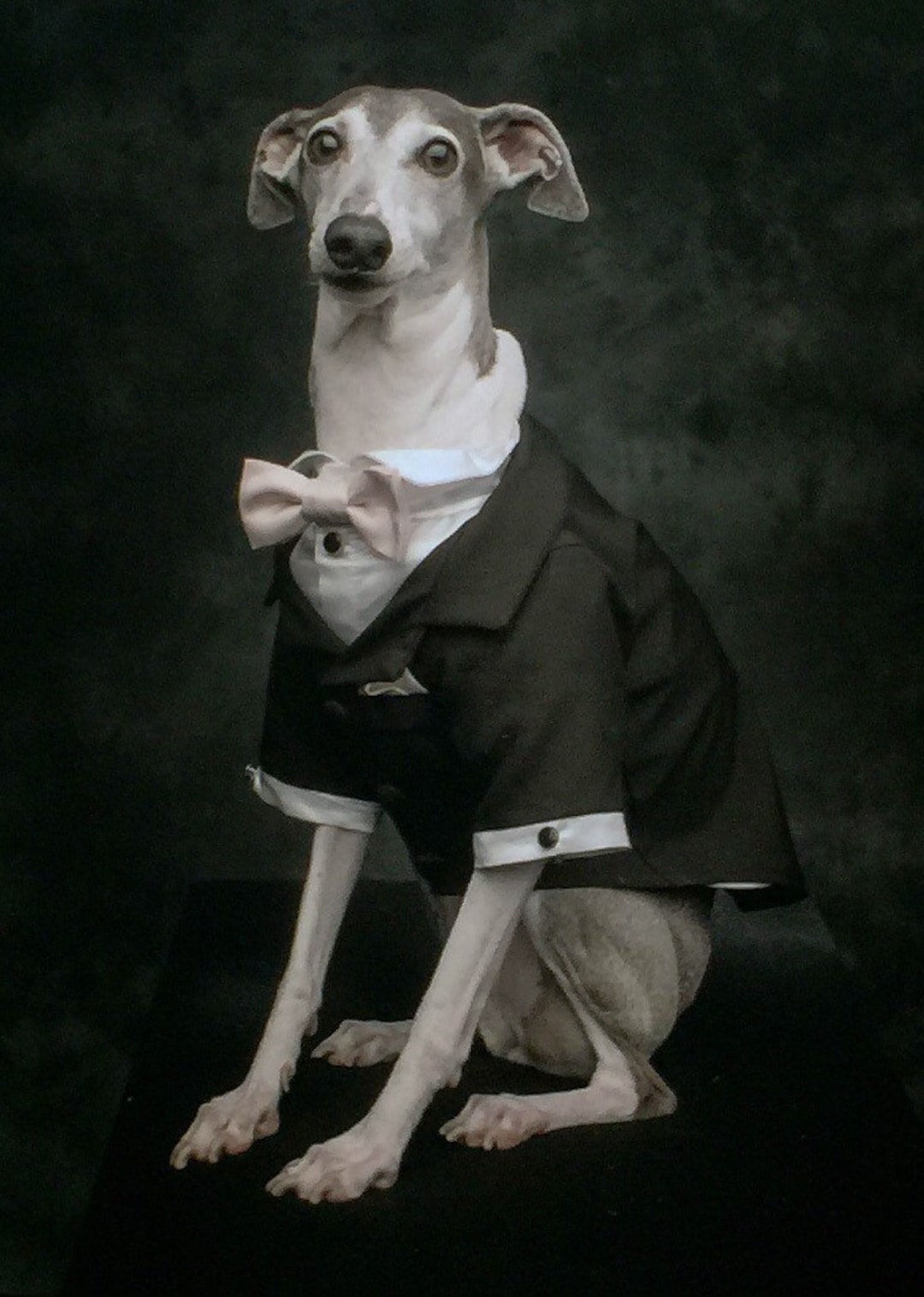 Black Wedding Dog Tuxedo (2 Piece Satin Shirt & Jacket) Custom Bow Tie ...