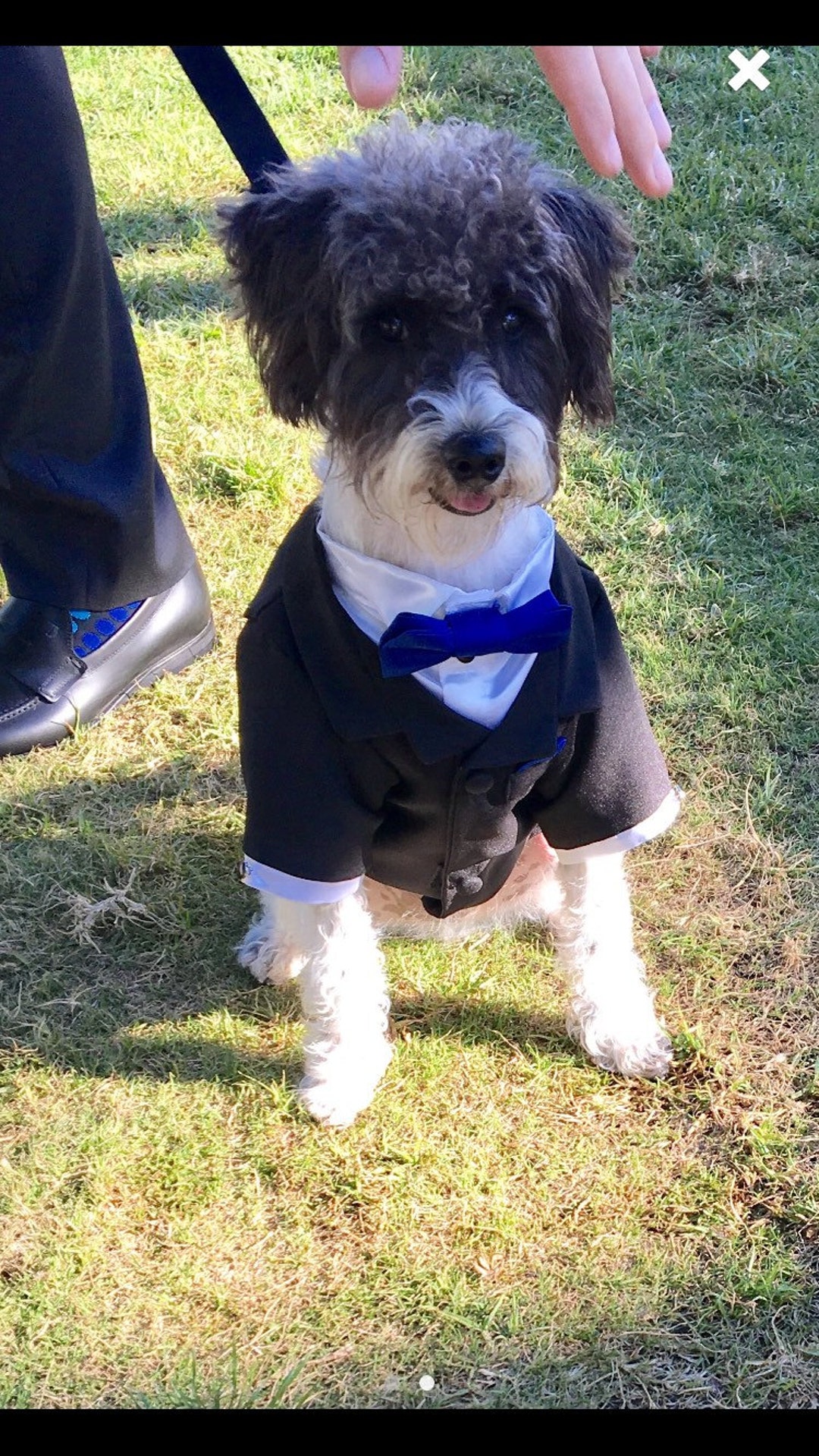 2 Piece Black Wedding Dog Tuxedo Jacket and White Satin Shirt (custom ...