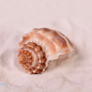 Conch Florida King Crown Conch Seashell Handpicked on Marco Island or ...