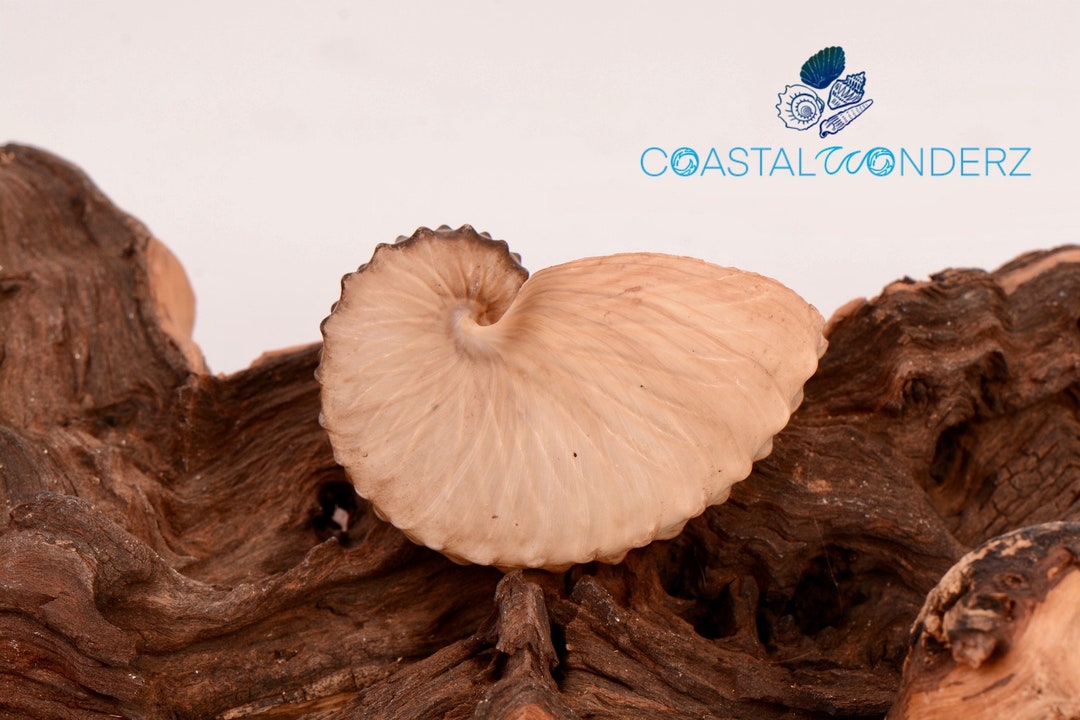 Brown Paper Nautilus Shell Home RARE Shell Coastal Decor Air Plant ...