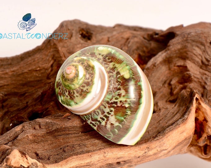 Botanical Butterfly Decoupage Whelk Conch Shell - Etsy