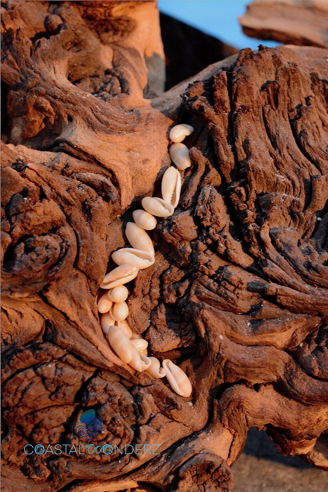 Hawaiian Rice Seashell for Jewelry Crafts and Coastal Beach Home Decor ...