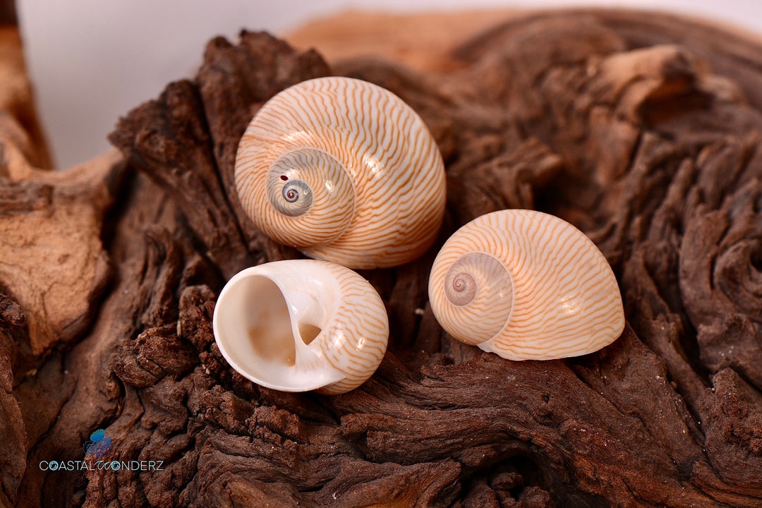 Nautica Lineata Moon Shells for Hermit Crabs, Crafts and Home Decor in ...