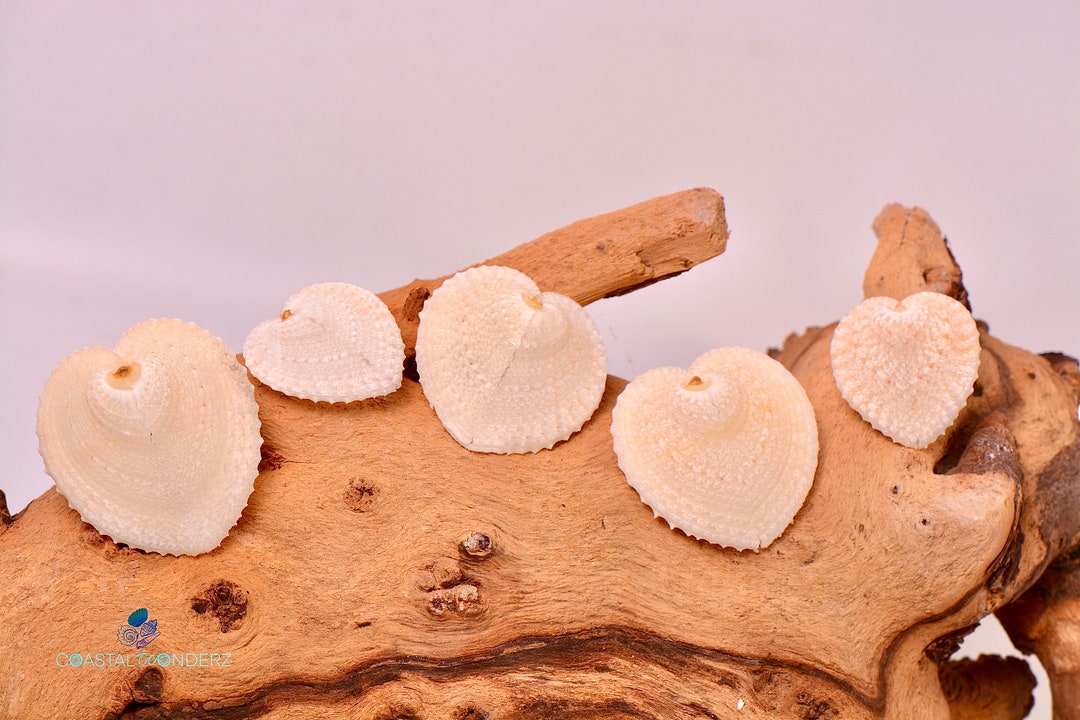 Heart Shaped Cockle Seashell Pairs Cardium Cardissa Wedding Decor Beach ...