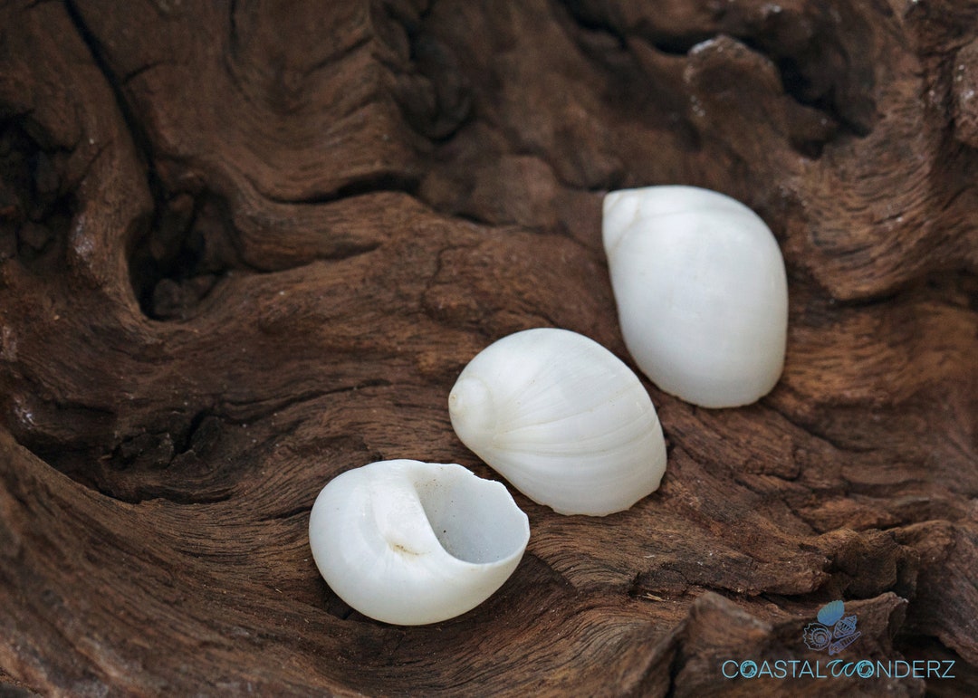 White Moon Shell for Coastal Beach Home Decor Wedding Decor and Crafts ...