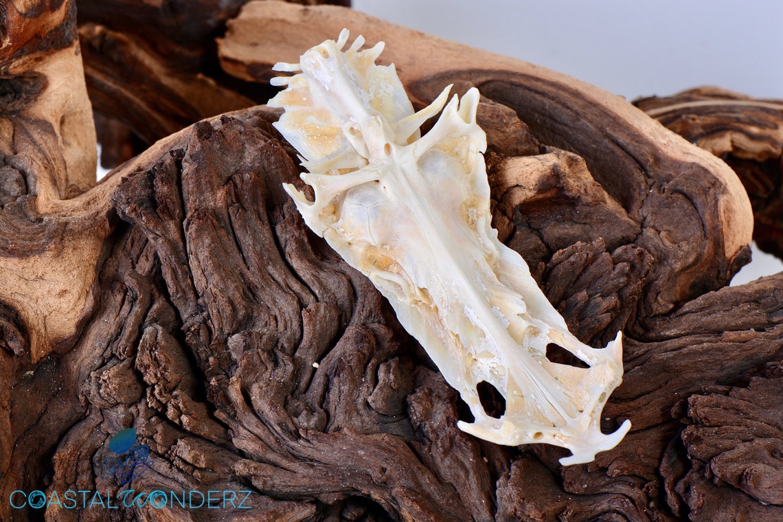 Sail Catfish Crucifix-crucifix Fish Bone-gafftop Fish - Etsy