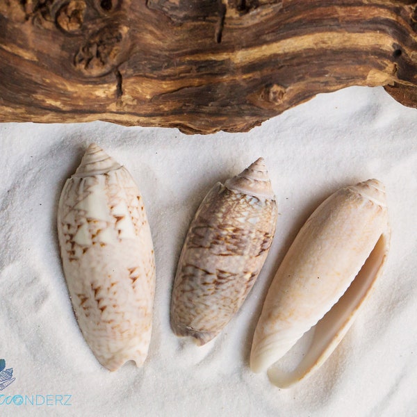 Lettered Olive - Etsy