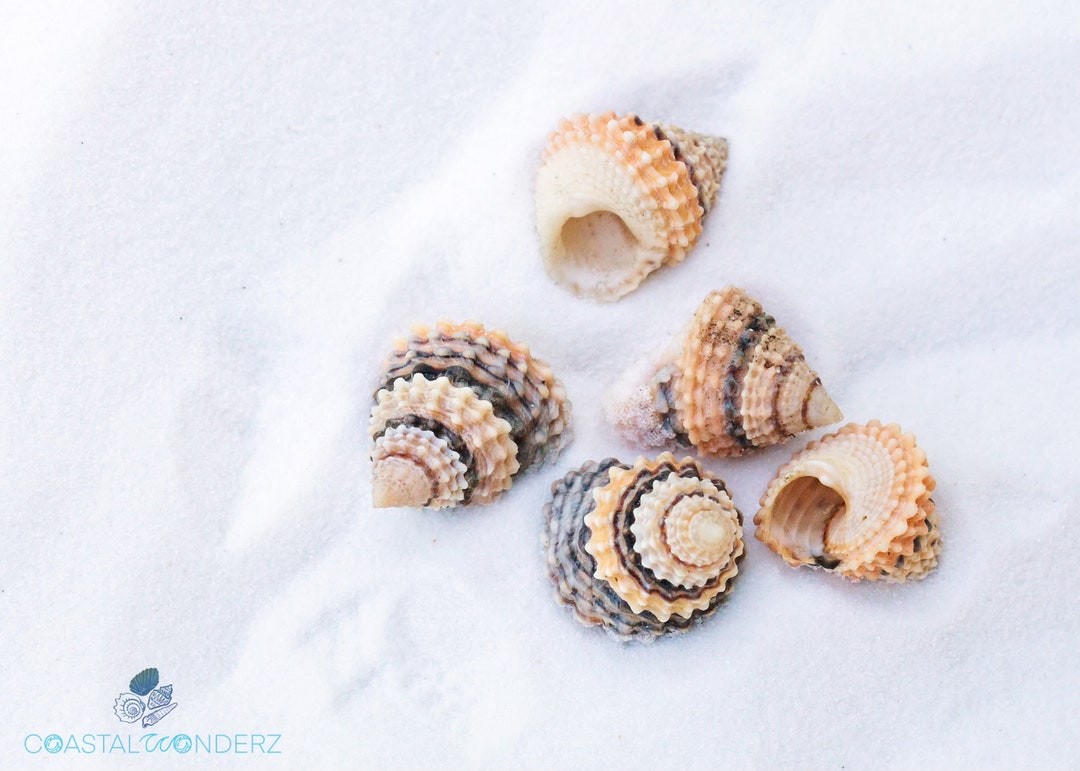 Beaded Candy Periwinkle Cream Top Seashell Qty 1 or 3 Small Shells for ...