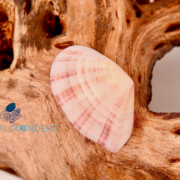 Sunrise Shells - Etsy