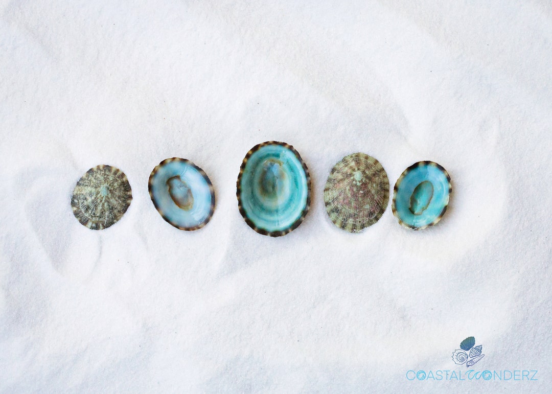 Green Limpet Seashells for DIY Arts and Crafts and Display for Home ...