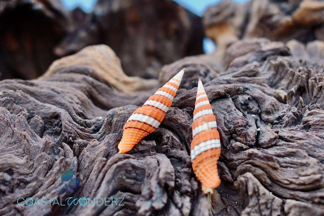 RARE Queen Miter Shell Compressed Mitra Orange Ribboned Seashell Home ...