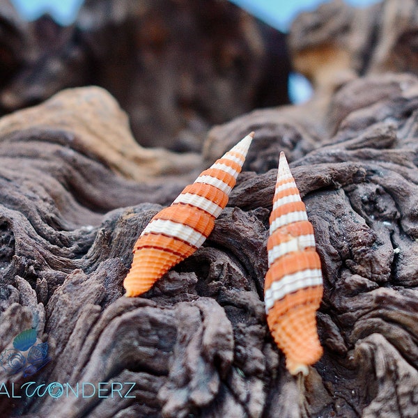 Rare Sea Shells - Etsy