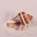 Conch Florida King Crown Conch Seashell Handpicked on Marco Island or ...
