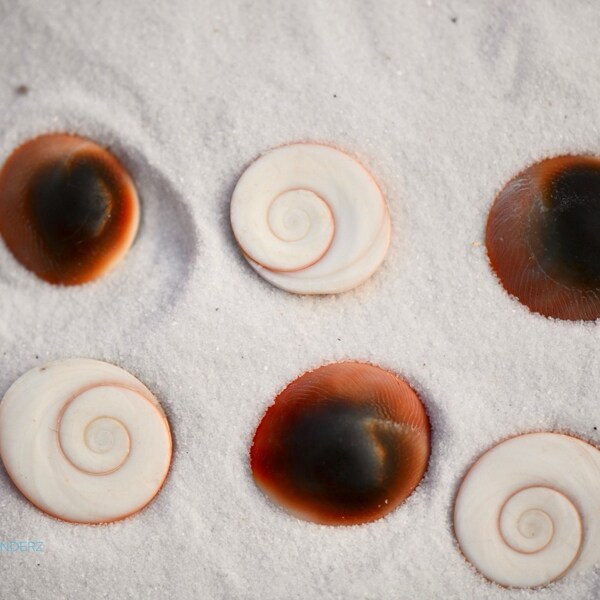 Pacific Cats Eye - Etsy