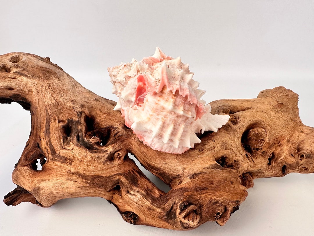 Pink Murex Shell Murex Erythrostomus Home Coastal Decor Air Plant ...
