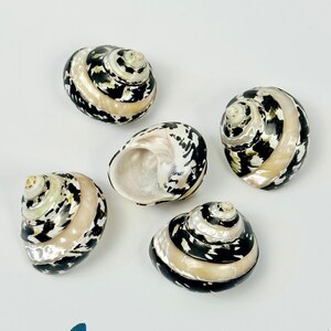 Turbo Magpie Shell Banded and Polished for Hermit Crabs and Coastal ...