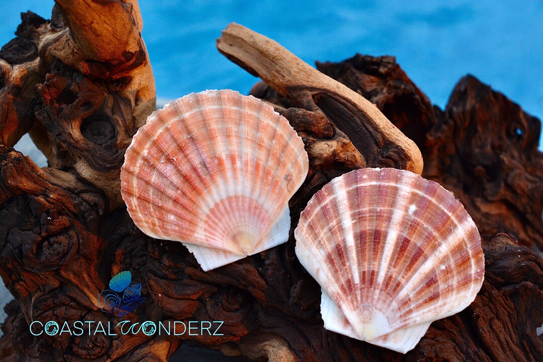 Irish Flat Scallop Seashell-scallop Seashell-large Scallop-great ...