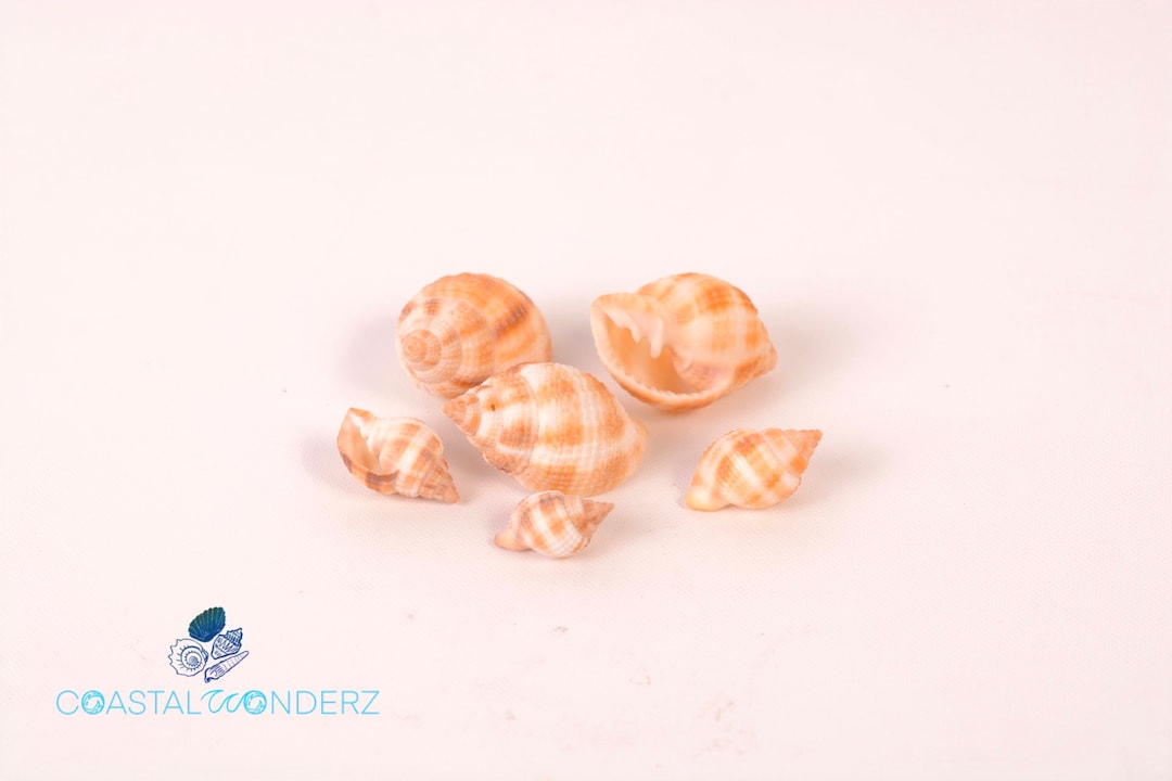 Nutmeg Florida Seashell Handpicked on Marco Island or Sanibel Island ...