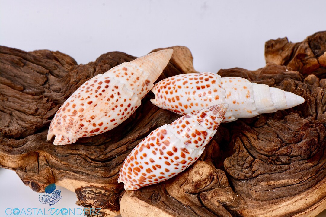 Papal Miter Seashell-polished Shell Size 3-4 - Etsy