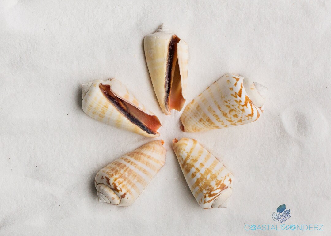 Strawberry Conch Seashell-strawberry Strombus Shell-conomurex Luhuanus ...