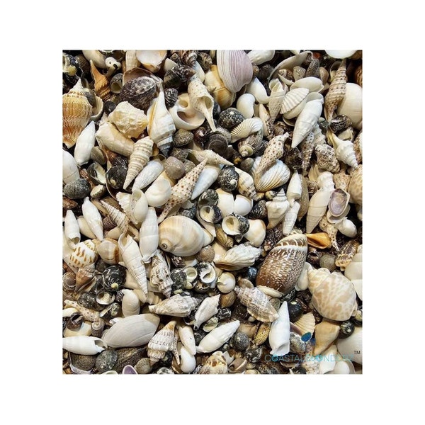 Bulk Seashells - Etsy