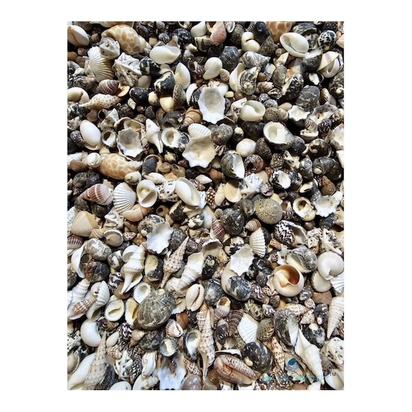 Tiny Seashells - Etsy